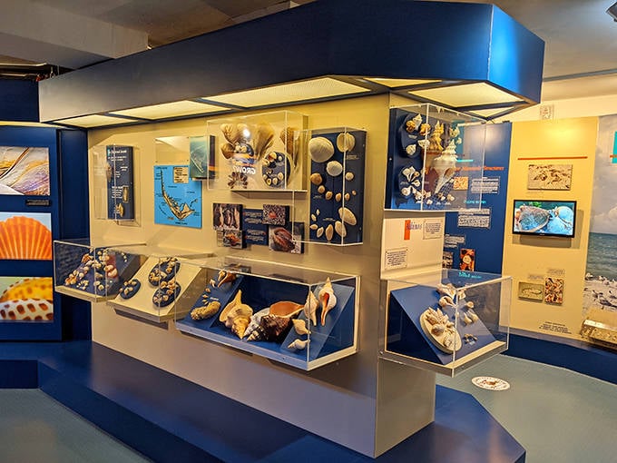 The museum's exhibits transform scientific specimens into works of art, displaying shells against deep blue backgrounds that evoke their oceanic origins.