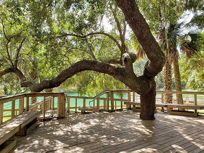 An observation deck wraps around a massive oak tree, offering views of crystal-clear spring water below.