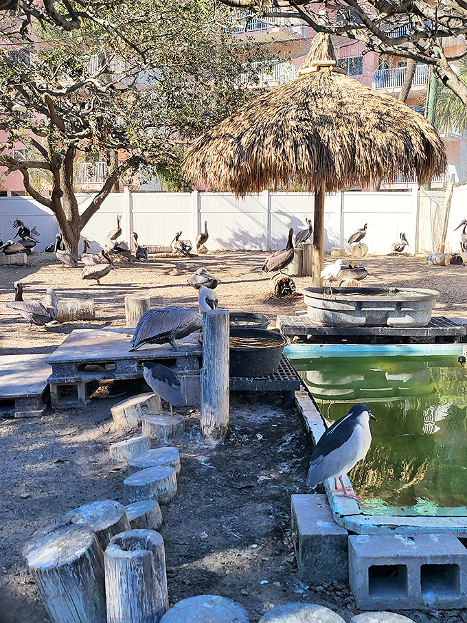 Pelicans gather around their sanctuary pond, some perched on wooden posts while others wade through shallow waters with prehistoric grace.