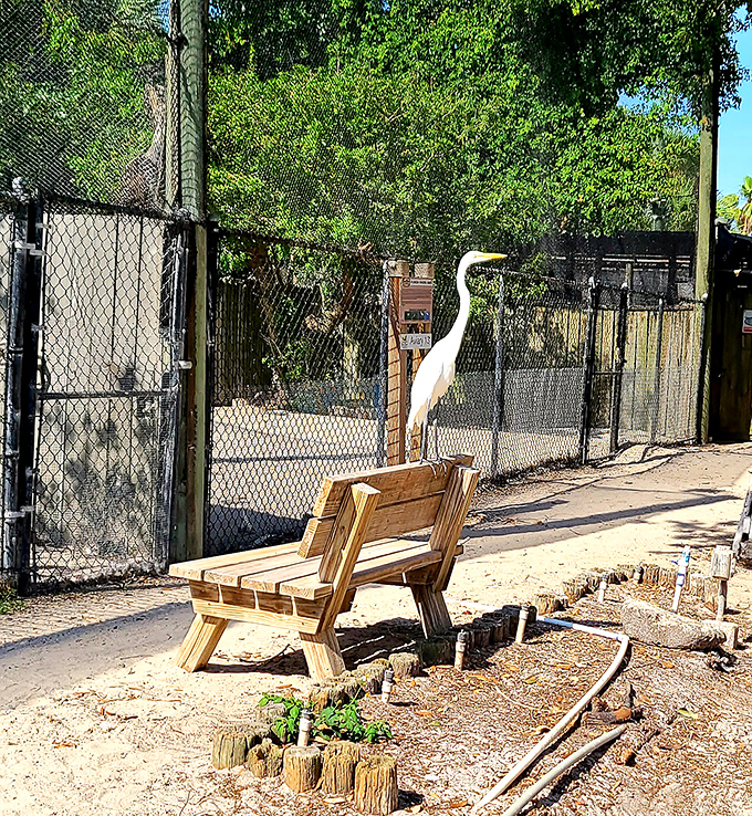 A great egret surveys its temporary home from a wooden bench, its elegant silhouette a reminder of the wild beauty these sanctuaries protect.