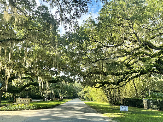 Spanish moss drapes from ancient oaks along the entrance drive to Washington Oaks Gardens State Park, creating a quintessential Southern scene.