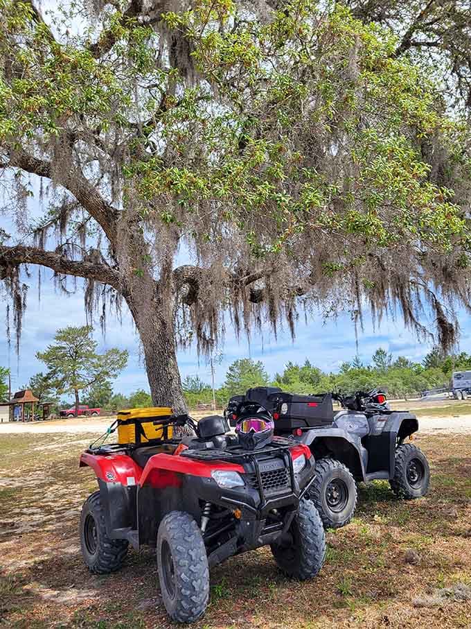 ATVs find their natural habitat here, where the only traffic laws involve yielding to wildlife and respecting the forest that hosts your fun.