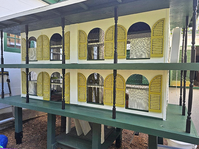 Six-toed royalty: These custom cat accommodations house the famous polydactyl descendants of Hemingway's beloved felines.