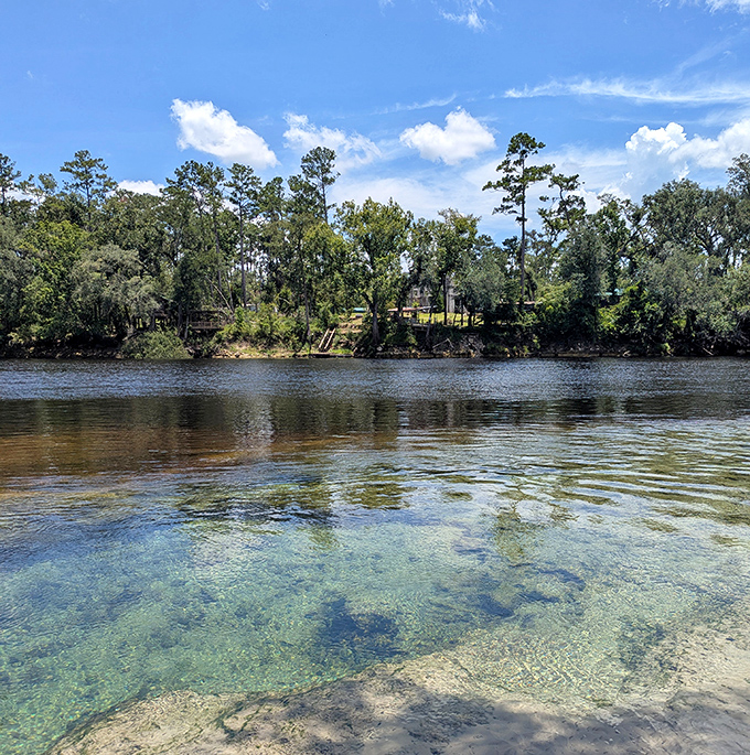 Crystal spring water meets the mighty Suwannee, creating a color boundary so distinct you could draw it on a map.