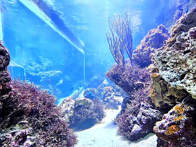 The aquarium sections bring living coral reefs indoors, showing what all those historical divers were actually swimming through on their adventures.