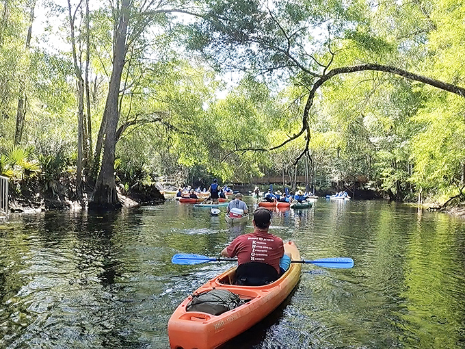 Kayakers glide through living history on the Santa Fe River, where cypress trees have stood witness for centuries.