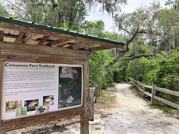 The Cinnamon Fern Trailhead promises a journey through ecosystems that have been perfecting themselves since long before we showed up with our hiking boots.