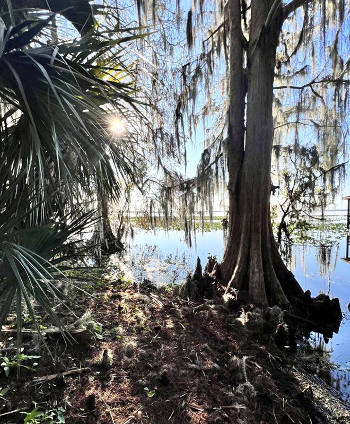 Simple pleasures await at Lake Lochloosa Park, where fishing piers extend like welcoming arms into the pristine waters.