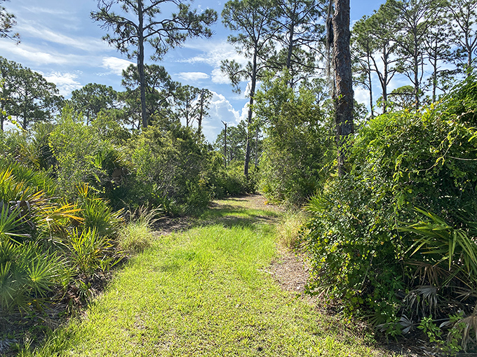 The path to discovery: This winding trail through native vegetation invites hikers to discover what lies around each bend.