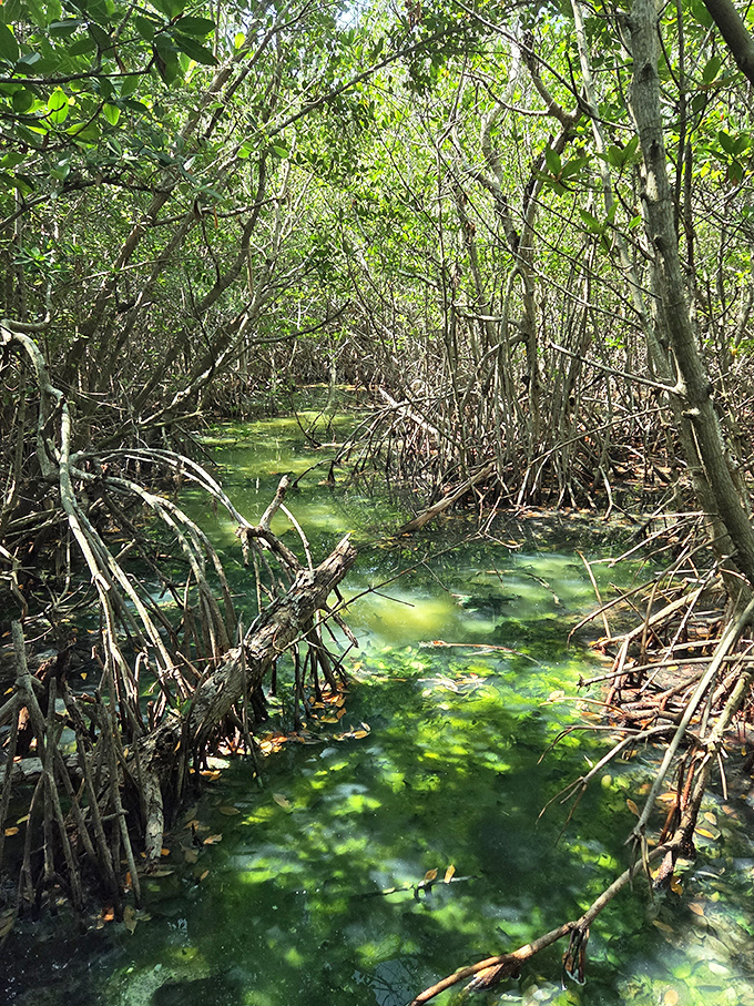Sunlight filters through the dense mangrove forest, creating emerald reflections on water that's teeming with hidden life.