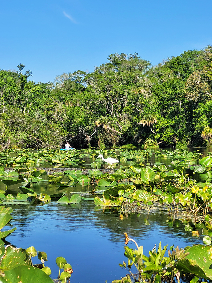 Water lilies create nature's mosaic across the spring's surface, while a white egret hunts for its next meal.