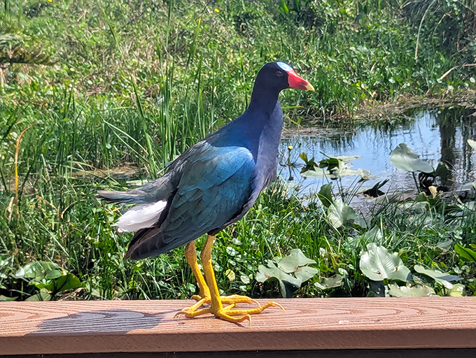 The Purple Gallinule shows off its improbable coloring &ndash; proof that sometimes nature's palette choices are bolder than any artist would dare.