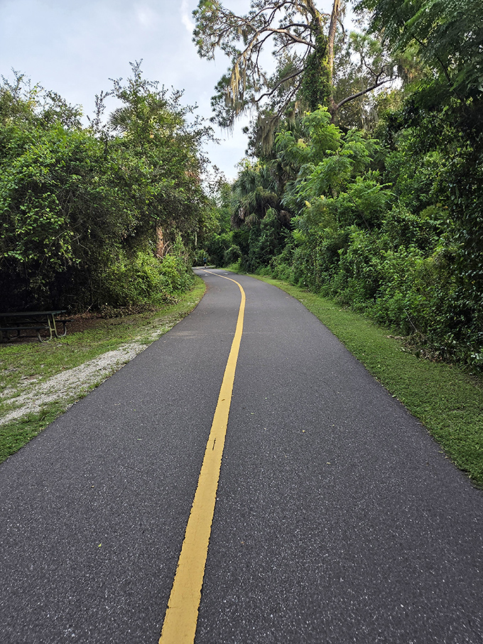 The yellow line isn't just a divider &ndash; it's your personal yellow brick road to Florida's natural wonderland.