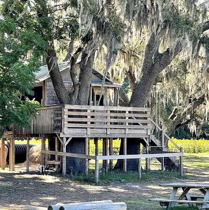 This charming treehouse nestled among Spanish moss-draped oaks offers adventure with a side of Southern charm.