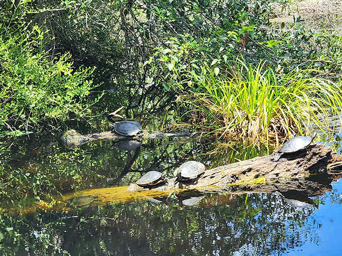Turtles stack themselves like living sculptures on sun-warmed logs, demonstrating nature's perfect thermoregulation technique with reptilian precision.