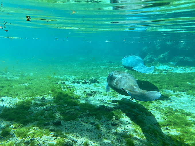 Beneath the surface, manatees glide with surprising grace, like underwater ballerinas who've traded tutus for whiskers and flippers.