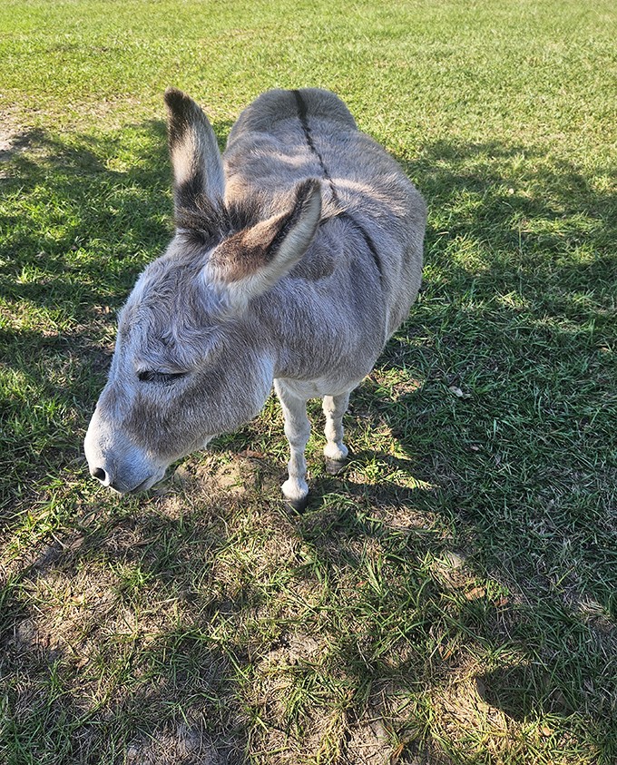 This miniature donkey might be small in stature, but he's clearly big on personality and ready for his close-up.
