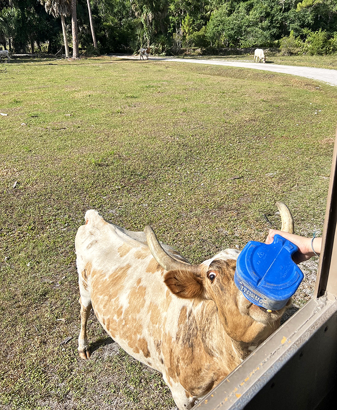 This cow has mastered the art of the snack hustle, working the tour vehicles like a drive-through window.