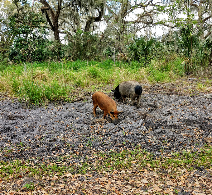 Wild pigs root through soil with single-minded determination &ndash; nature's rototillers performing ecological services with muddy enthusiasm.