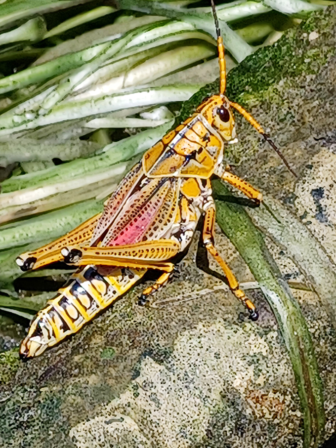 Wow, look at the colors! This giant, magnificent Florida grasshopper is practically dressed for a disco in dazzling yellow and red.