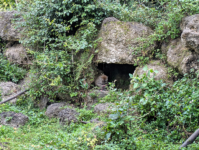 A shy resident peeks out from its rocky hideaway, reminding us that even in sanctuary settings, wild animals maintain their natural behaviors.