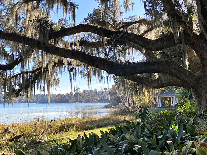 Spanish moss drapes from ancient oaks like nature's own chandeliers, framing this picturesque view of Lake Hall's tranquil waters.