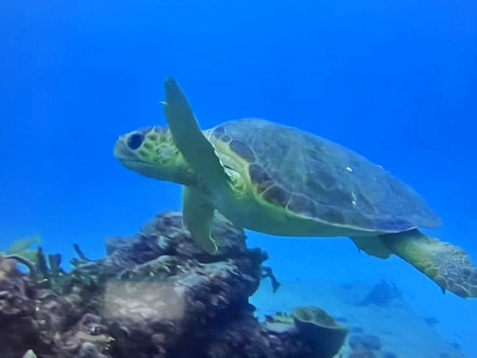 Even sea turtles make pilgrimages to this underwater sanctuary, gliding through with the unhurried wisdom of creatures who understand time differently than we do.