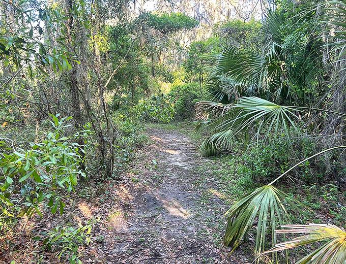 The path less traveled reveals Florida's wild heart, where every turn offers a new perspective on natural beauty.