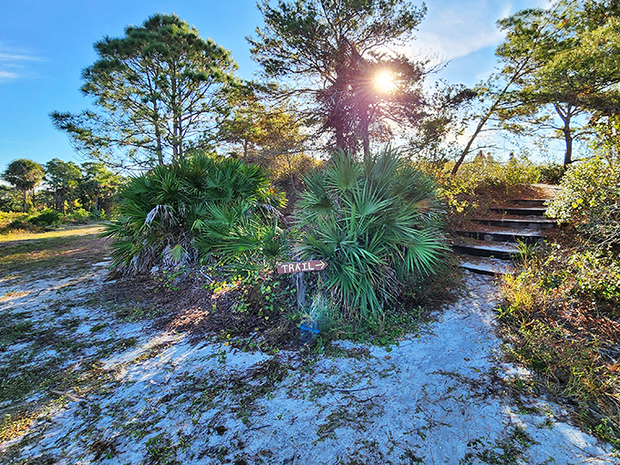 A simple wooden sign points the way, promising adventures down paths less traveled in this natural sanctuary.