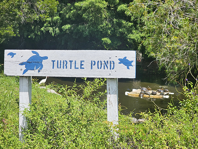 "Turtle Pond" delivers exactly what it promises &ndash; a reptile retirement community where shelled residents live their best lives.