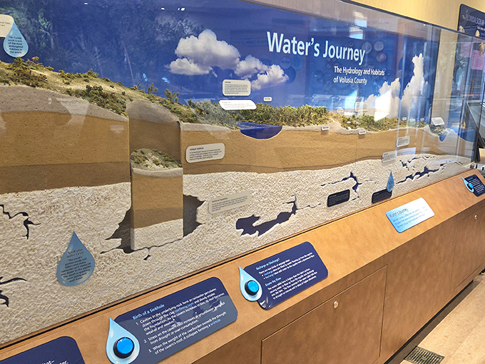 "Water's Journey" exhibit reveals the hidden story beneath our feet, where Florida's precious aquifer sustains life above.