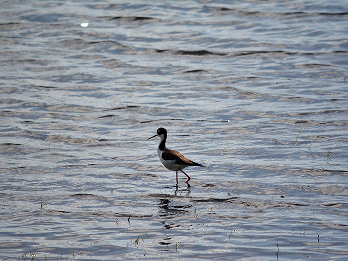 Local wildlife doesn't pose for photos, but sometimes makes exceptions for patient observers with good timing.