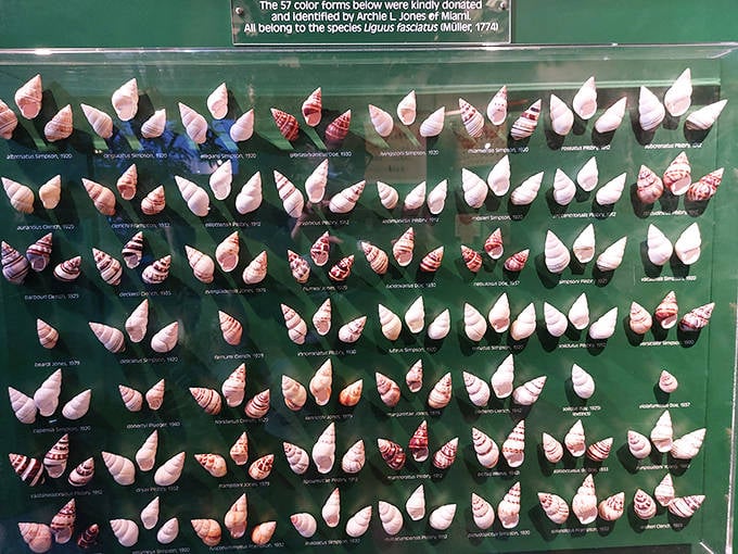 A collection of carrier shells demonstrates how some mollusks attach found objects to their homes &ndash; underwater hoarders with surprisingly good taste.