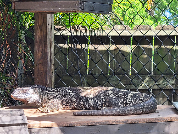 This Argentine tegu lizard basks in the sun with the relaxed vibe of someone who's found the perfect spot at the beach.