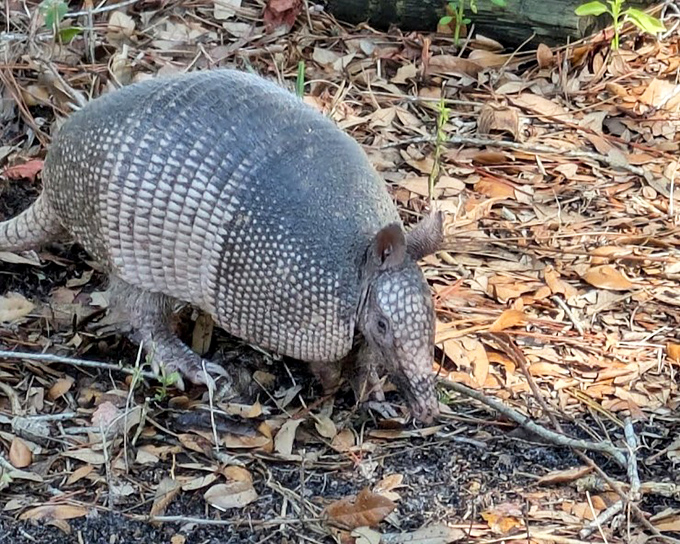This armadillo is Florida's version of a subway commuter &ndash; always in a hurry, completely oblivious to tourists.