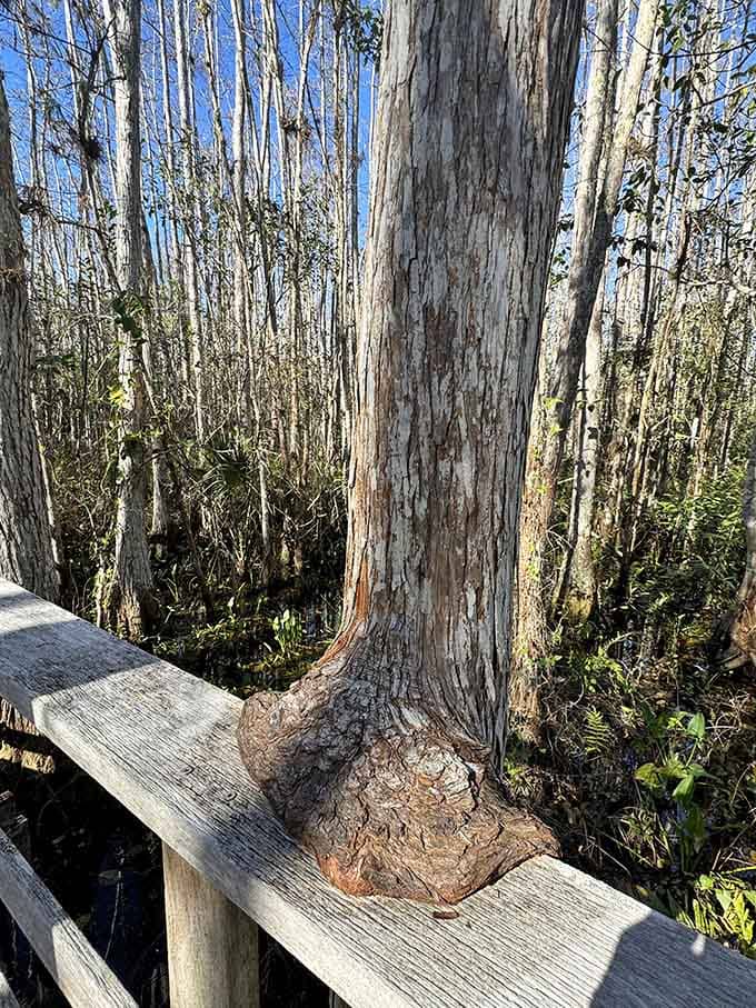 Even the trees here grow with character, each one telling its own story of survival and persistence.