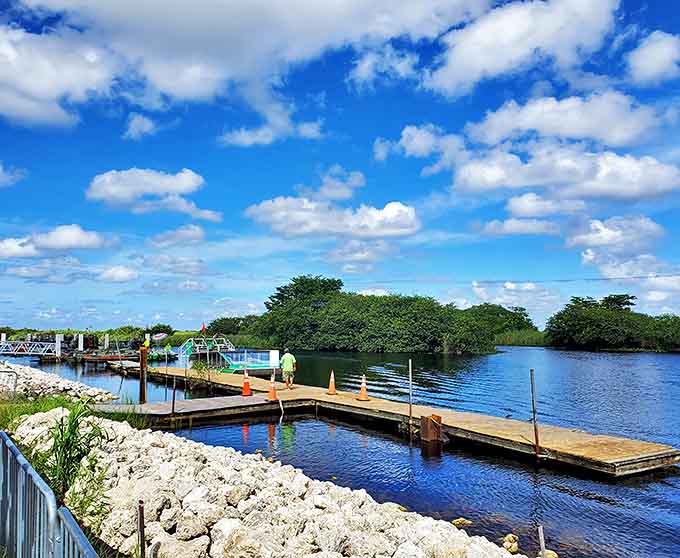 Even under cloudy skies, the Everglades maintain their mysterious beauty, proving that this ecosystem doesn't need perfect weather to be perfectly captivating.