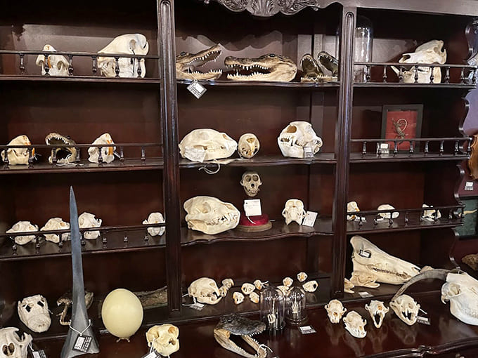Shelves of skulls organized like a library, because apparently death has a Dewey Decimal System.