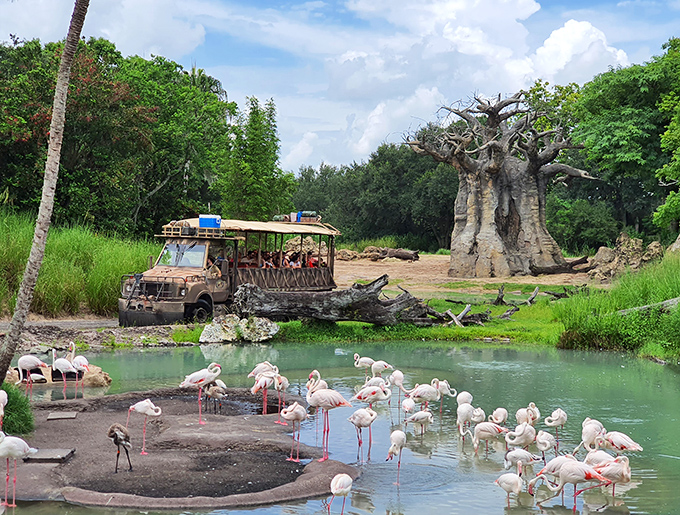 Pretty in pink! A gathering of flamingos creates a vibrant spectacle as they wade through crystal waters near a passing safari expedition.