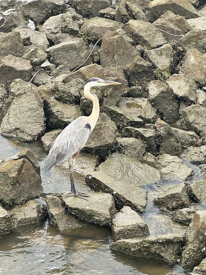 A great blue heron strikes a pose on the rocks, demonstrating the patience required for successful fishing and perfect wildlife photography.
