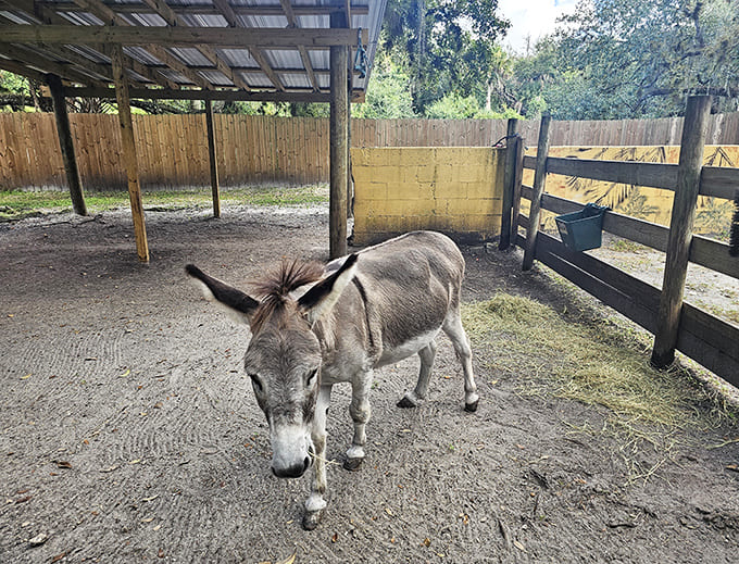 This donkey's expression says "I'm adorable and I know it," which is the exact opposite energy from the alligators next door.