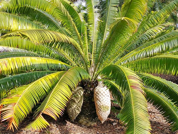 Ancient cycads like this Dioon spinulosum have survived since dinosaur times, making your Monday problems seem pretty manageable.