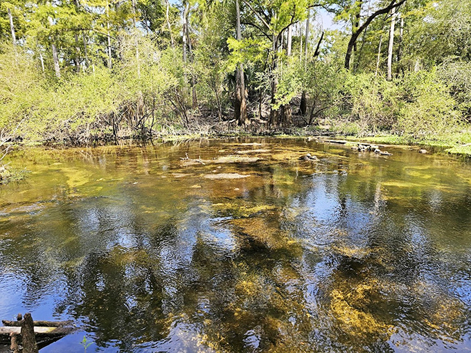Shallow waters glow with golden-green brilliance, proving that Mother Nature was mixing perfect color palettes long before Pantone existed.