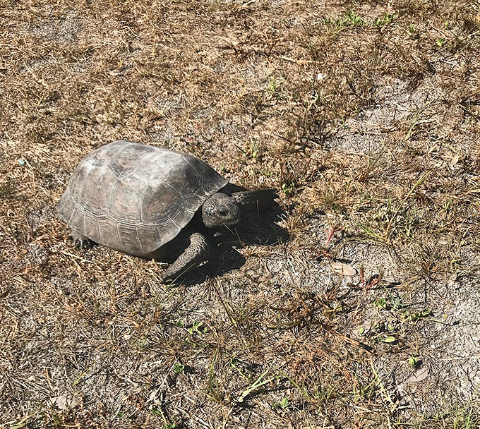 Gopher Tortoise: The island's original slow-living guru, demonstrating that life's marathon is best enjoyed at a deliberate pace.