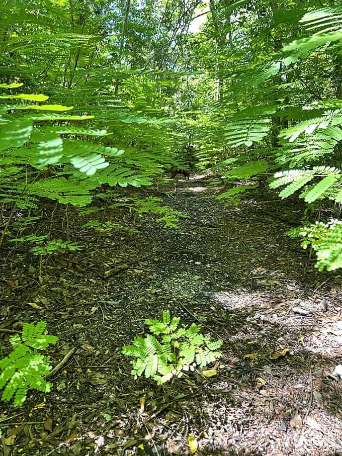 Wild tamarind providing shade for weary explorers since long before air conditioning was even a concept.
