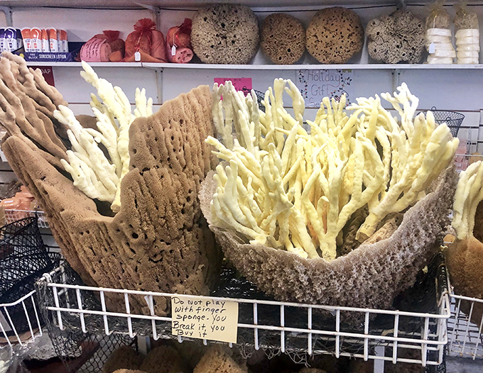 Nature's perfect design: these pale, finger-like specimens represent just one variety in the surprisingly diverse world of natural sea sponges.