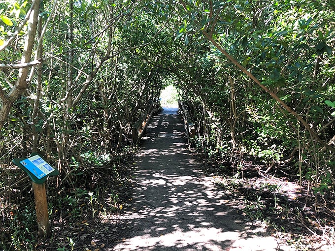 The nature trail winds through native Florida vegetation, offering glimpses of ecosystems that have thrived here for thousands of years.