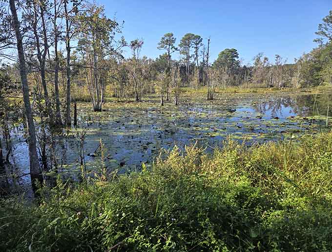 Wetland areas teem with life, creating ecosystems that look primordial and peaceful all at once.