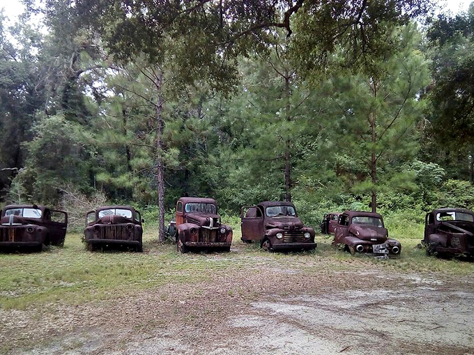 These old workhorses stand in silent formation, their days of lumber loads and farm hauls replaced by bird nests and vine highways.
