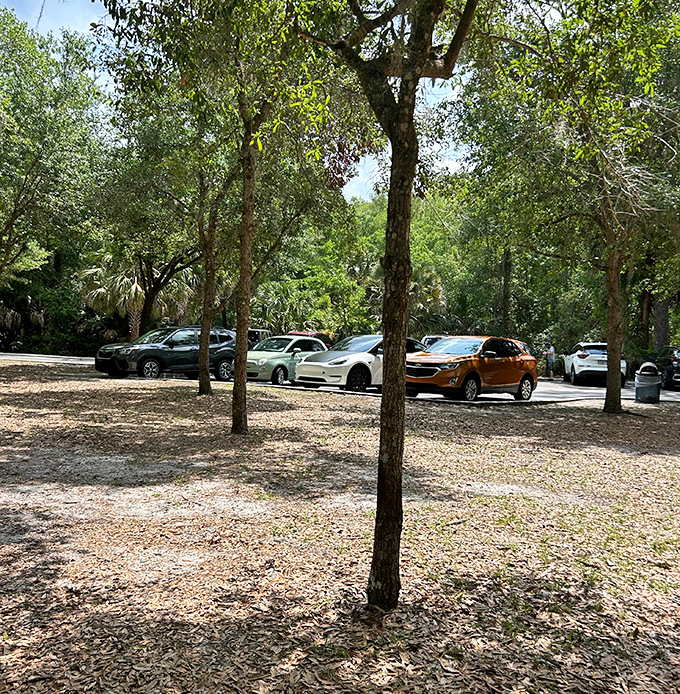 The shaded parking area protects vehicles from the Florida sun while visitors cool off in the springs.